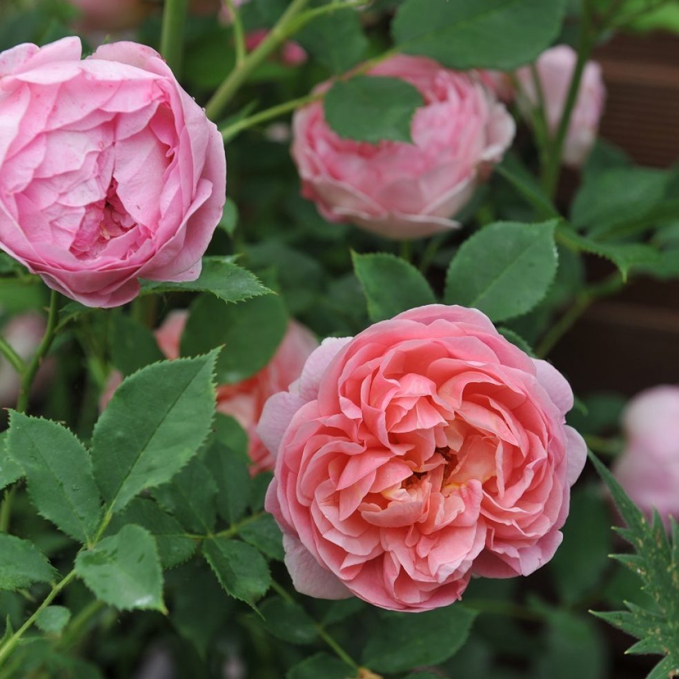 Duchy of Cornwall Nursery